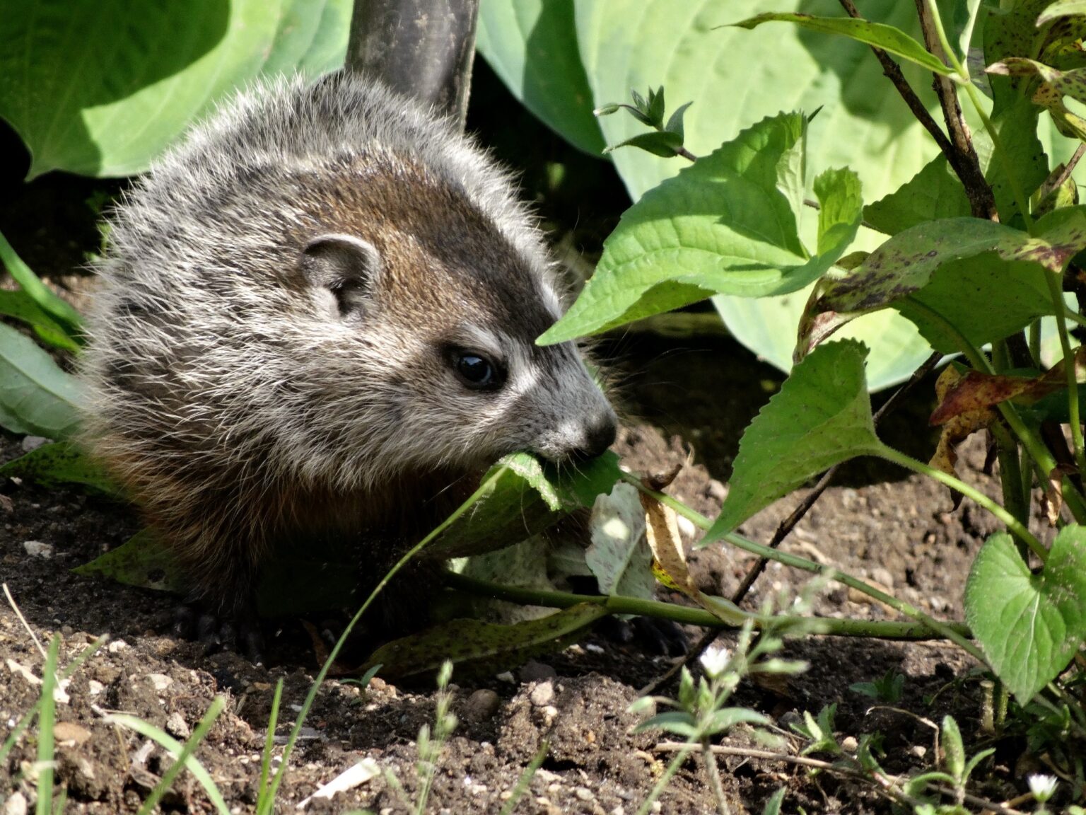 Woodchuck Food Habits - Woodchuck Wonderland