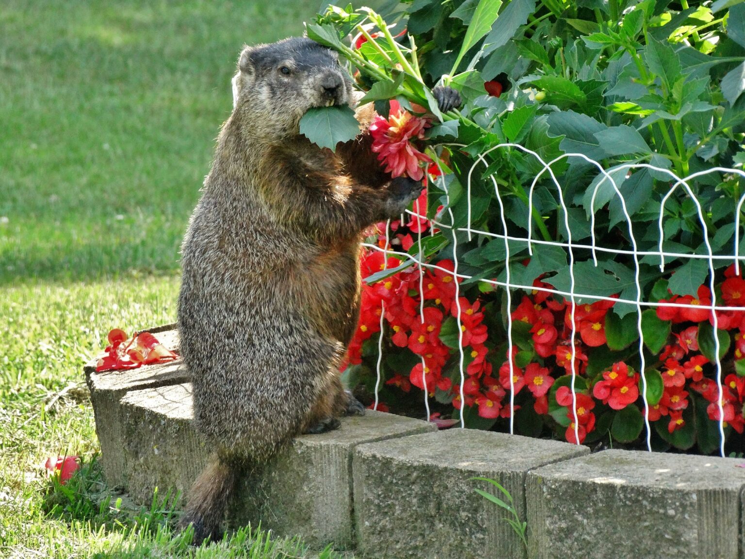 Woodchuck Food Habits - Woodchuck Wonderland
