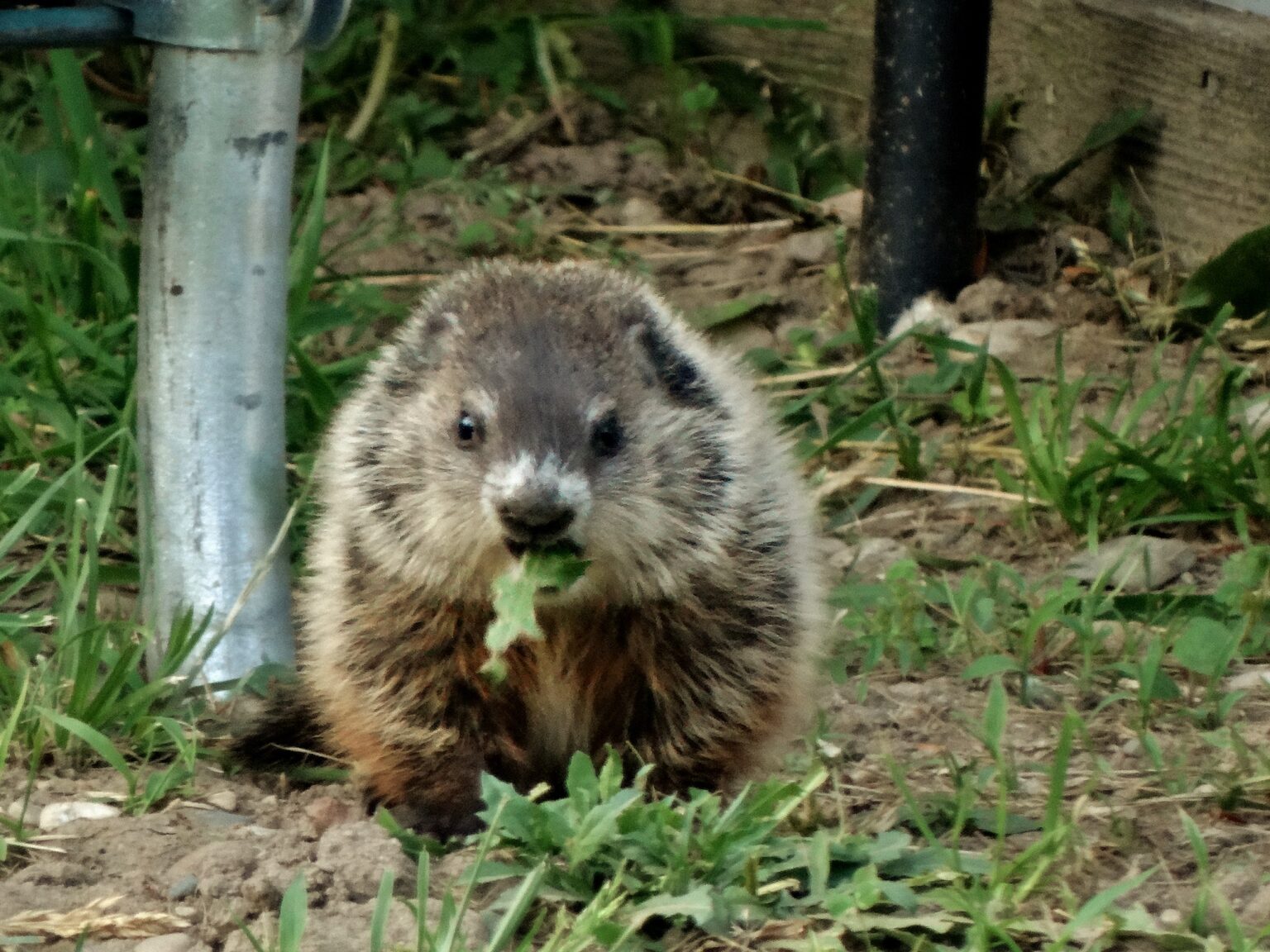 Woodchuck Food Habits - Woodchuck Wonderland